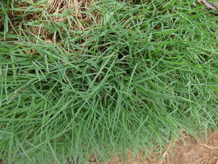 Tips For Planting Watering Fertilizing Bermuda Grass Seed tips-for-planting-watering-fertilizing-bermuda-grass-seed